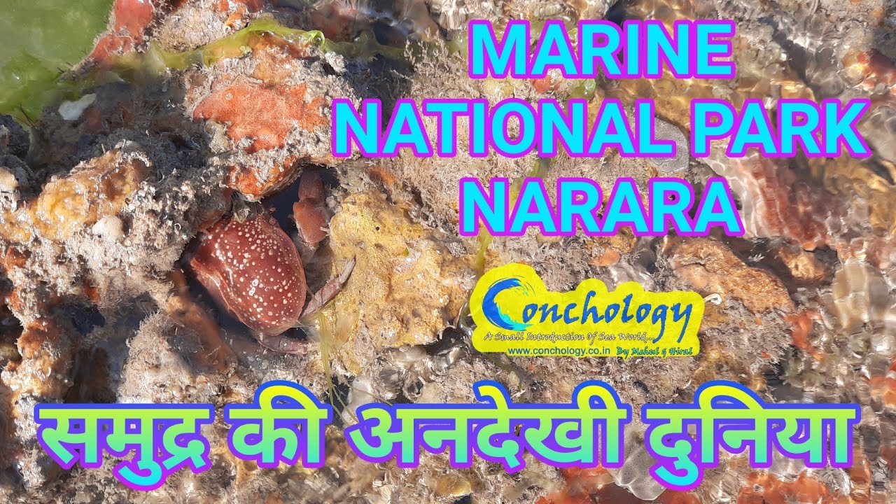 marine national park Narara, jamnagar - YouTube