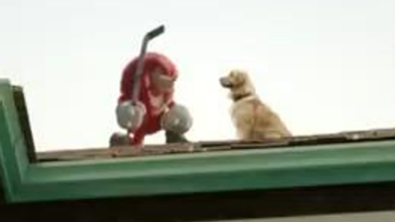 What the dog doing Meme - YouTube