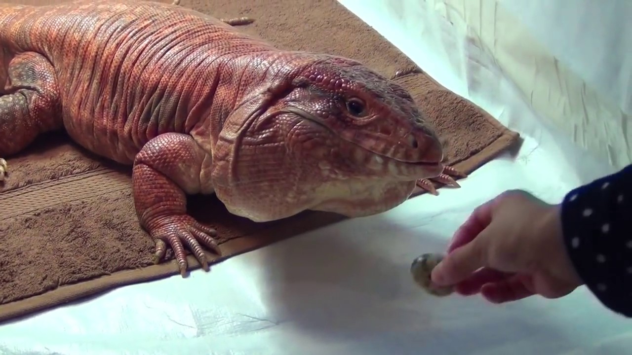 Giant Red Tegu Lizard Eating Quail Eggs - YouTube