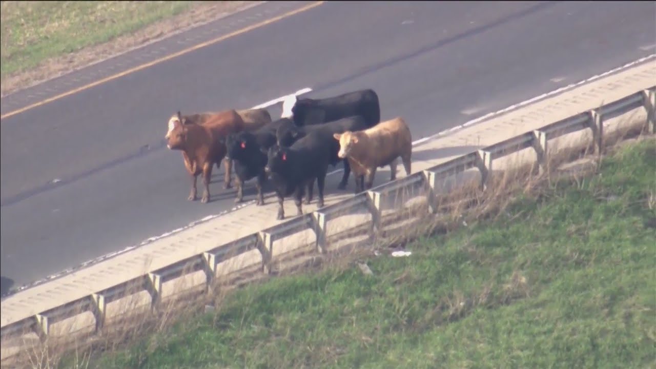 Cows on the loose after I-80 cattle truck crash in Joliet - YouTube