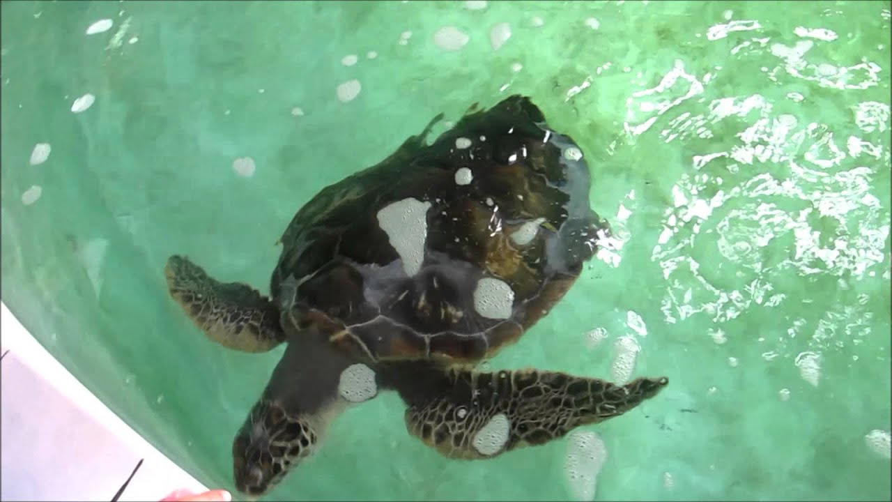 Introduction to Jo the blind turtle of Juara turtle project for use for ...