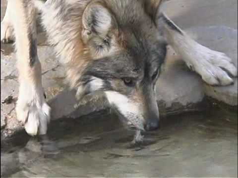 A wolf trotting around - YouTube