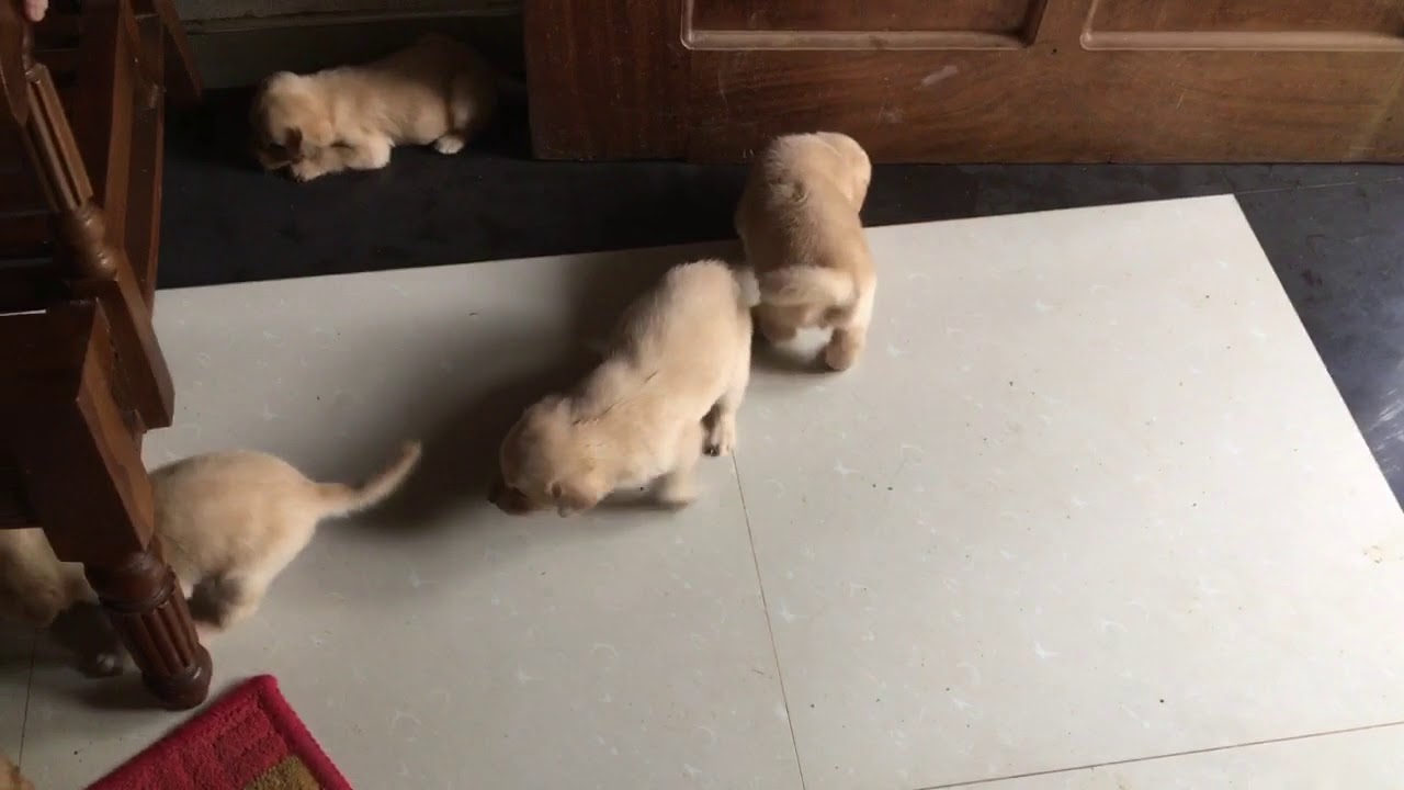 4 weeks old lab puppies - YouTube