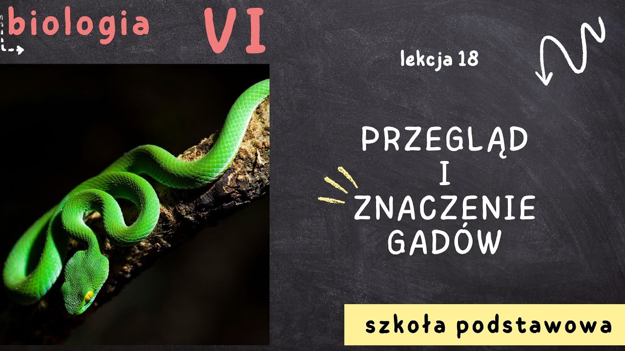Biologia klasa 6 [Lekcja 18 - Przegląd i znaczenie gadów] - YouTube