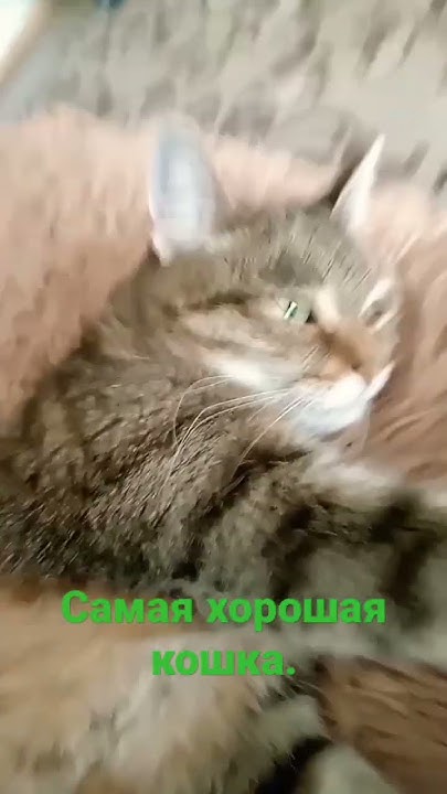 это самая хорошая кошка, она меня не кусает ничегоутром мне лижет ...