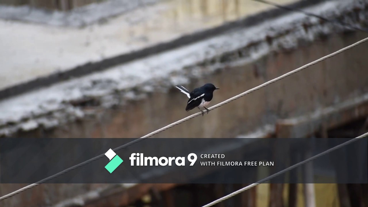 Robin (Dayal) Bird #dayalbird #nature #robinbird #thirdeye_03 - YouTube