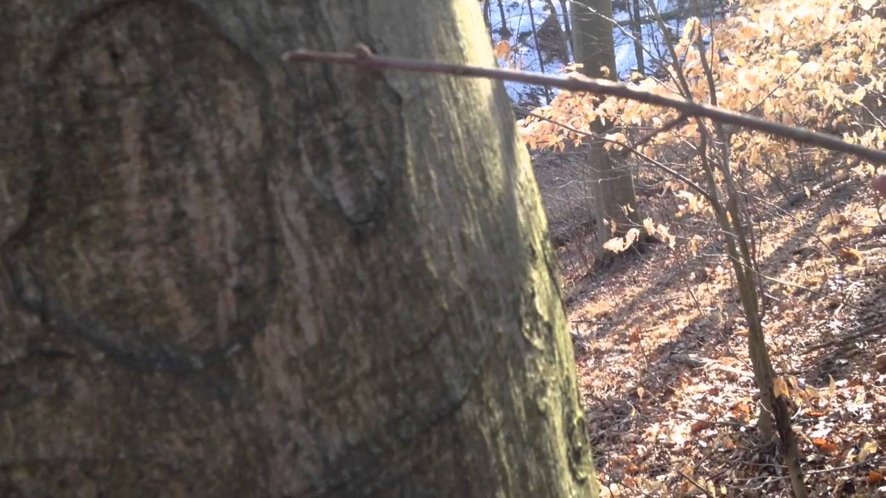 Writing on the trees - YouTube