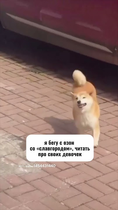 книга «славгород», софа вернер #влв #книжныйблог #книги # ...