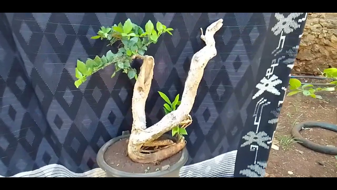 cek harga bonsai bonjin di lapak sugik bonsai berkarakter.wa ...