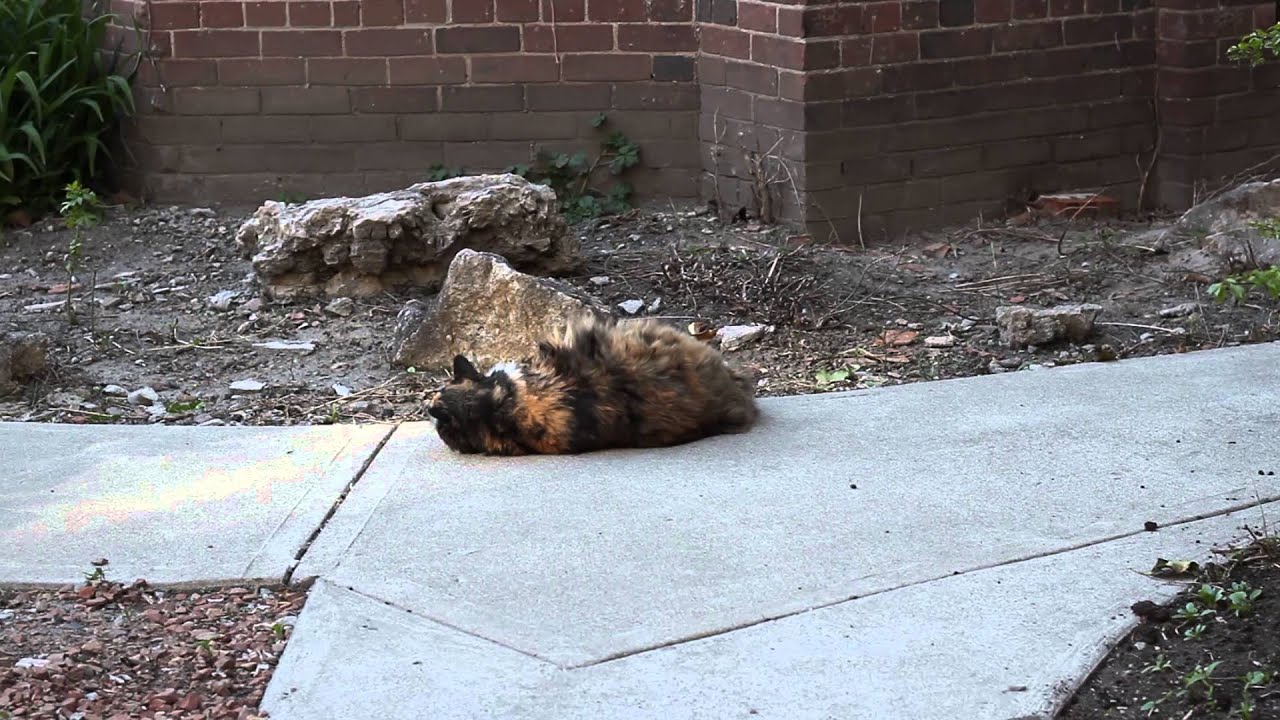 My calico Manx cat rolling around outside. Ends with a bang! - YouTube