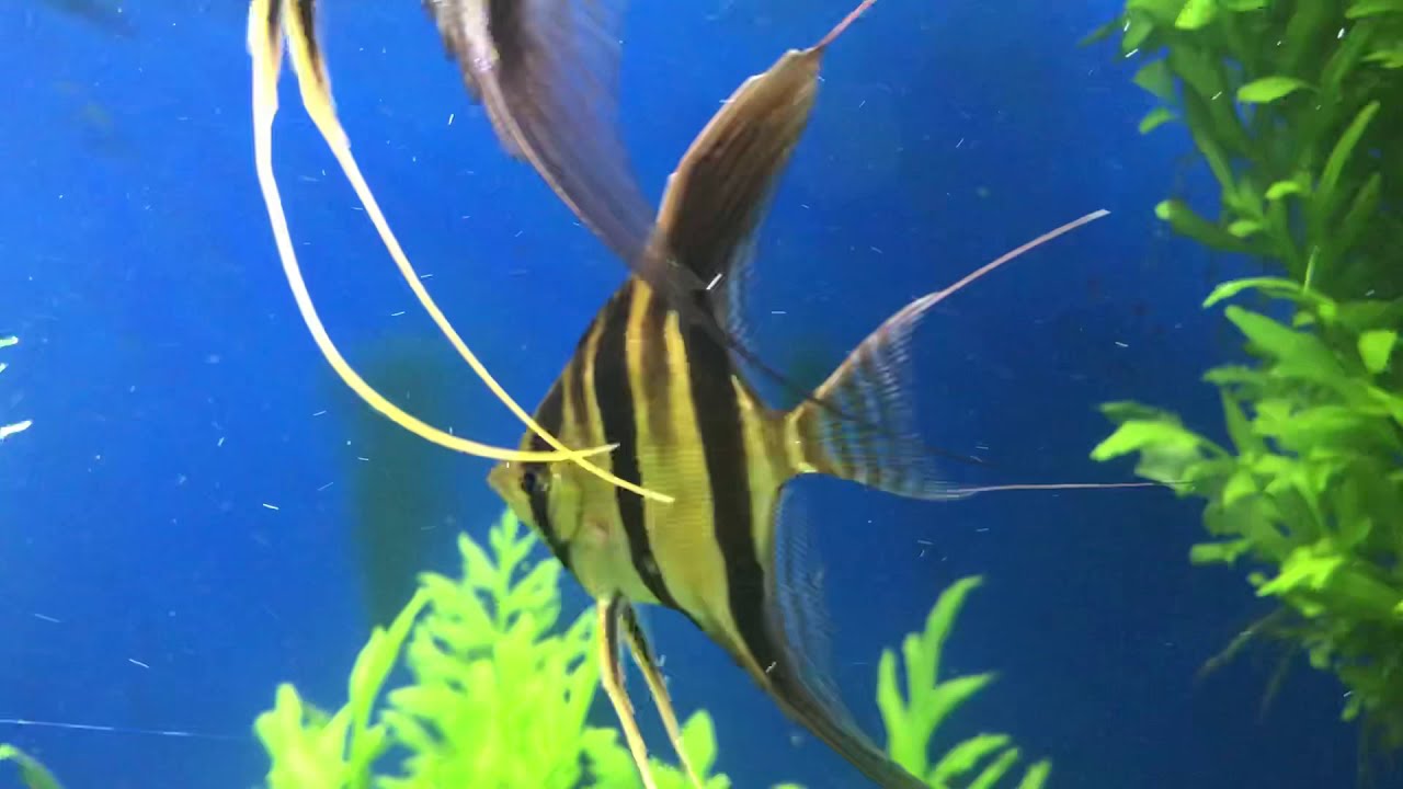 Wild caught inirida river , Columbian Altum Angelfish - YouTube