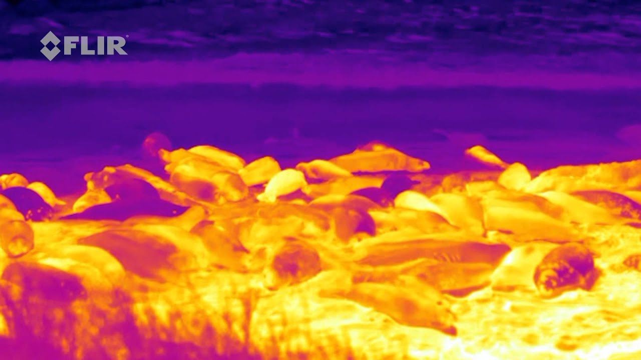 Elephant Seals Seen with FLIR Thermal Imaging Cameras! - YouTube