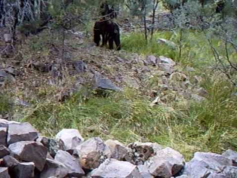 arizona bear on ir4 wildgame - YouTube