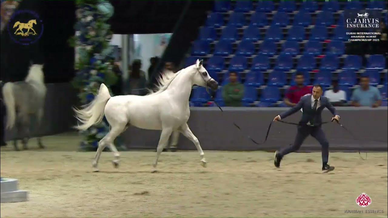 N 133 AJ AJBAN Dubai International Arabian Horse Championship 2023 ...