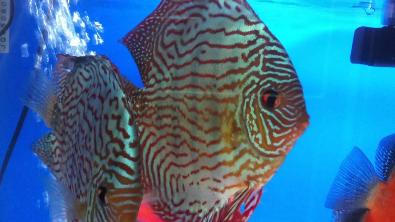 七彩神仙魚香港 Hong Kong Discus Ricky Lim - YouTube