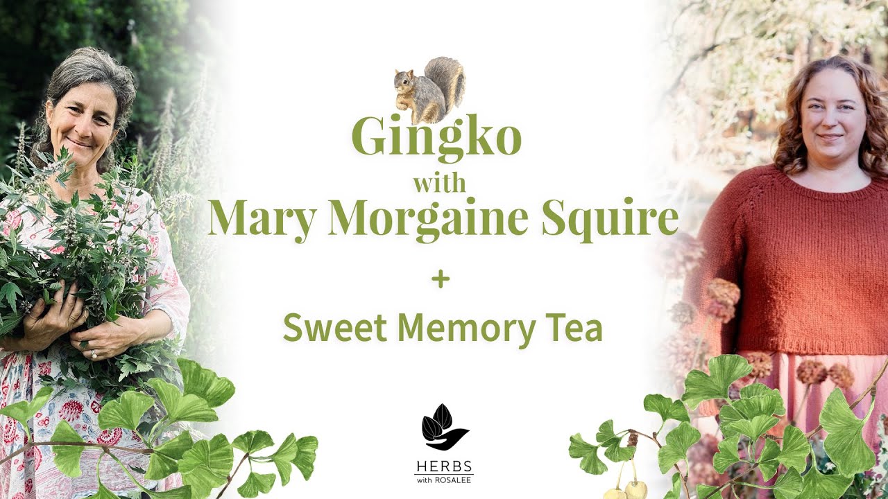 Gingko with Mary Morgaine Squire + Sweet Memory Tea recipe - YouTube