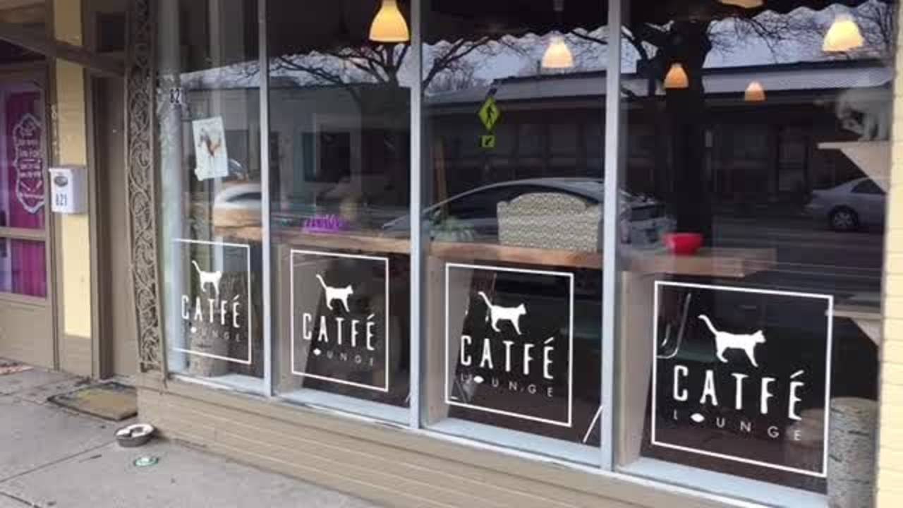 Catfe lounge in Ferndale offers activities with cats - YouTube