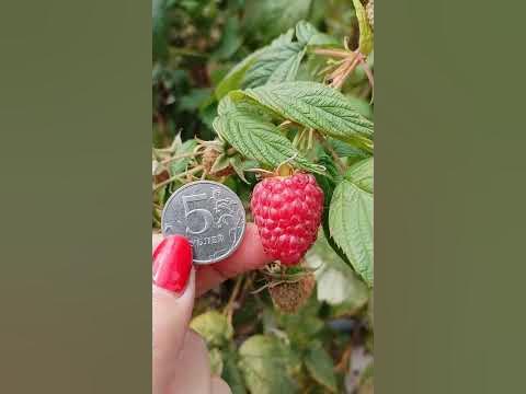Малина ремонтантная Херитейдж. - YouTube