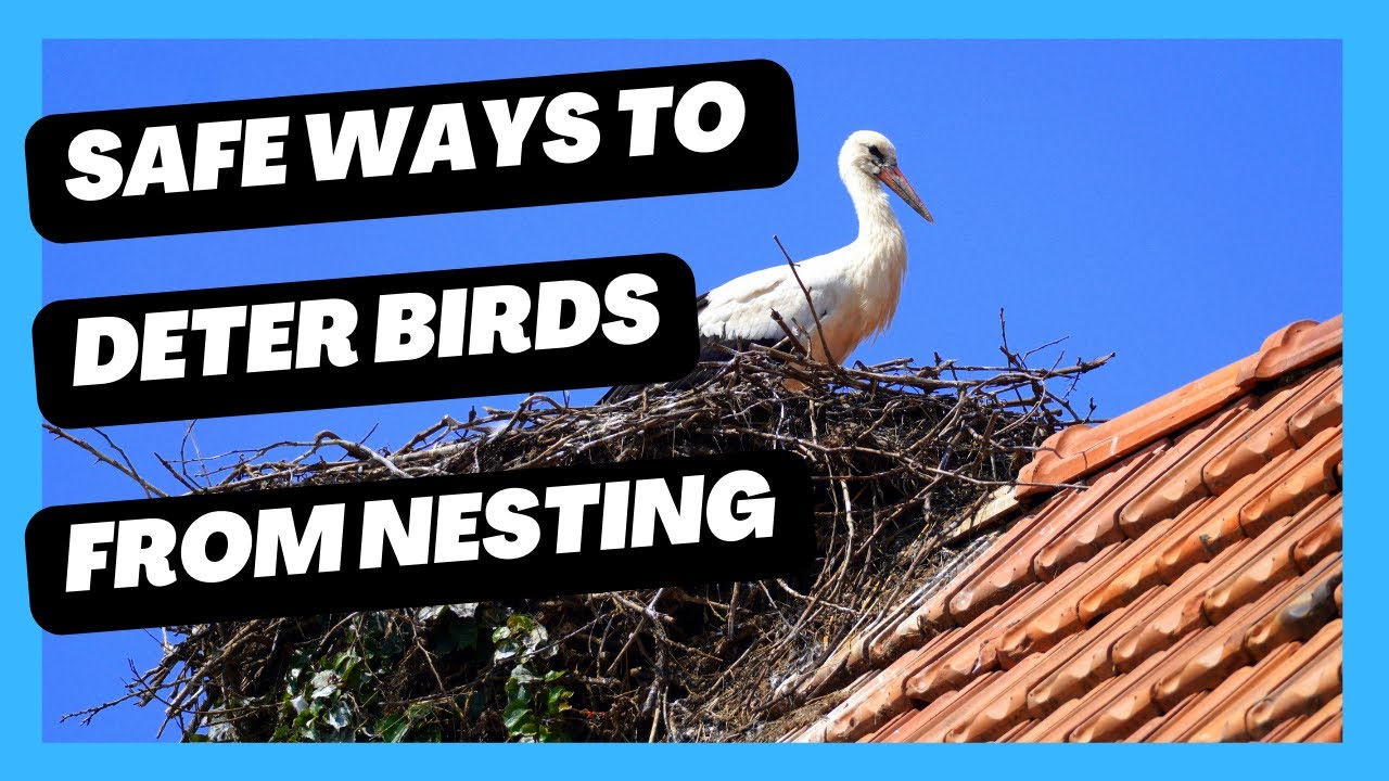 6 Humane Ways to Deter Birds from Nesting - YouTube