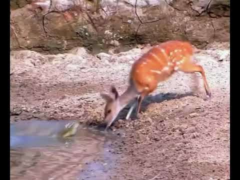 Excellent Reflection of Deer Muscles to Save herself from Alligator ...