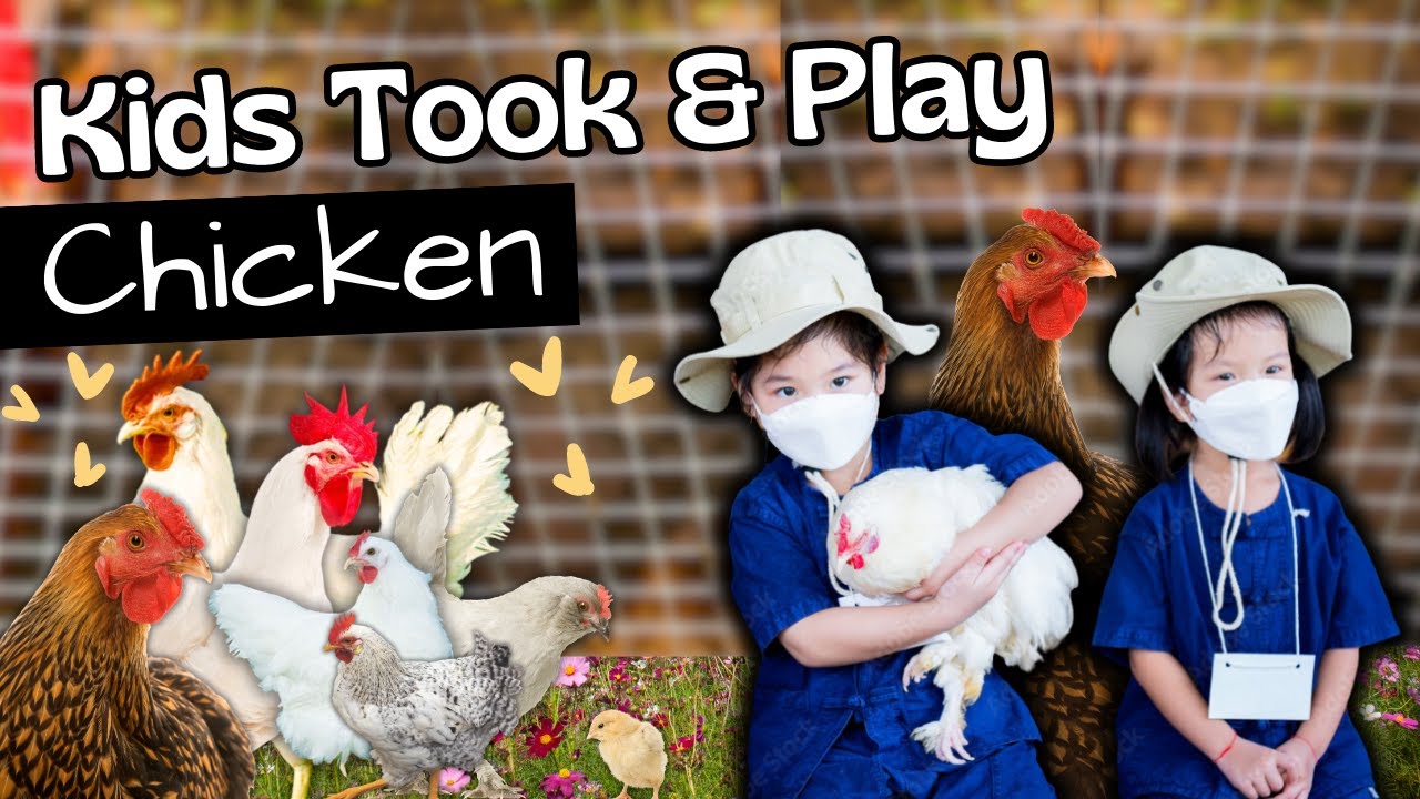 We took the Mighty Minds Chickens Home for our week off and let them ...