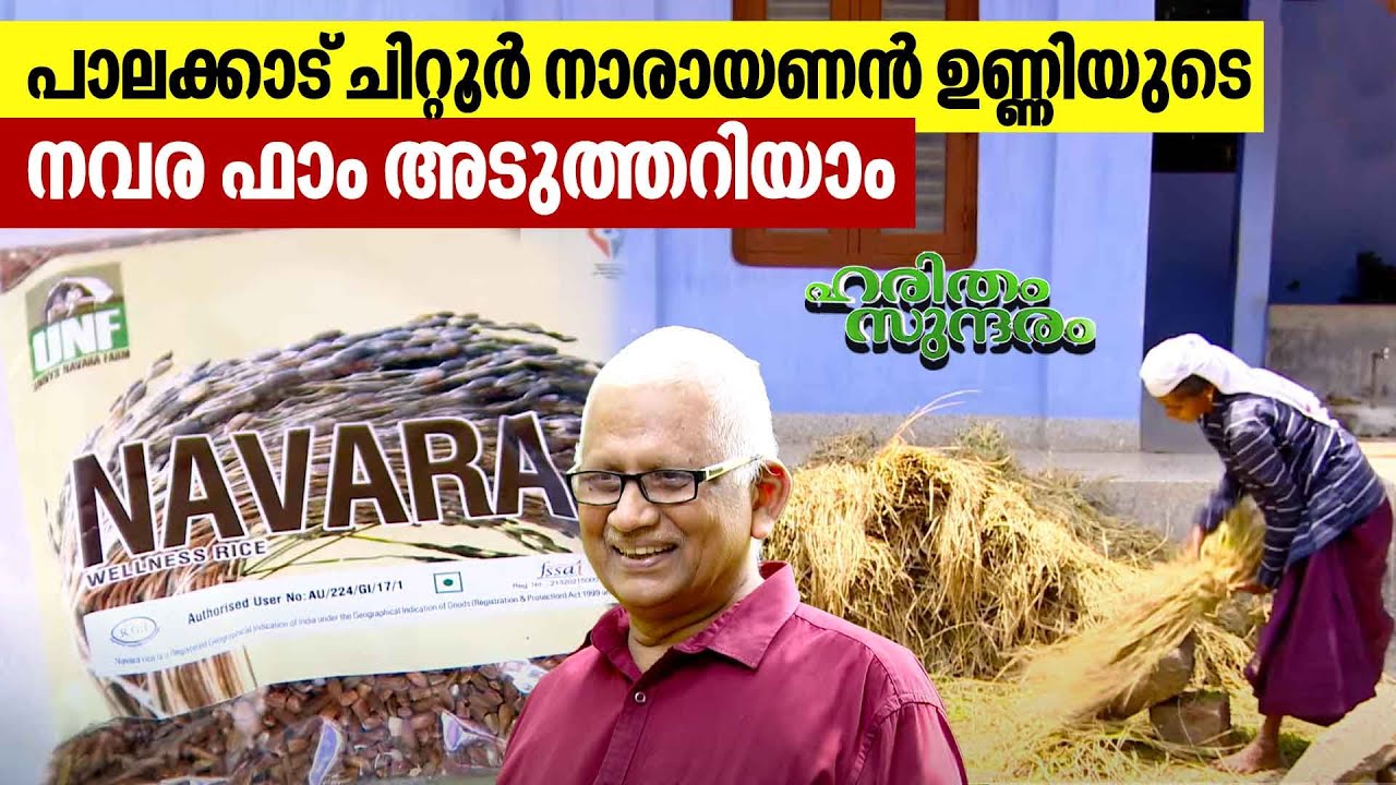ലോകത്തിലെ ഏറ്റവും വലിയ നവര നെല്ലിന്റെ കലവറ | Narayanan Unni | Navara ...