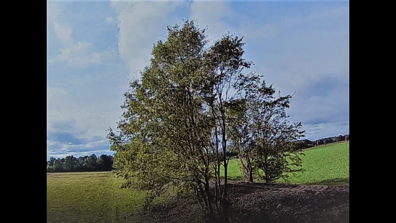 This is my Tree - YouTube