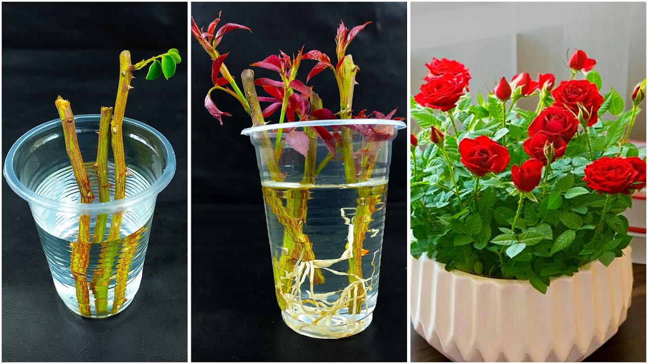 Easiest way to grow rose from cutting || How to plant rose from cutting ...
