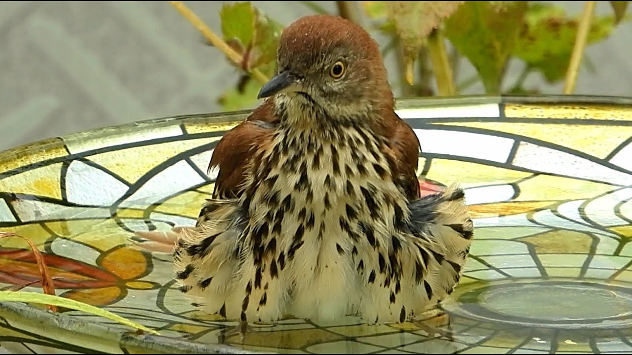 Moqueur roux au bain, chant / Brown Thrasher bathing, song - YouTube