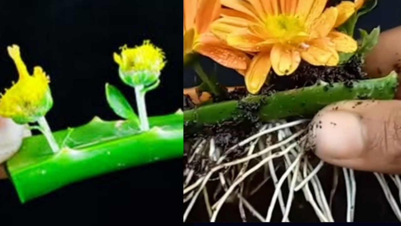 How to grow Gerbera from buds || Step-by-step guide - YouTube
