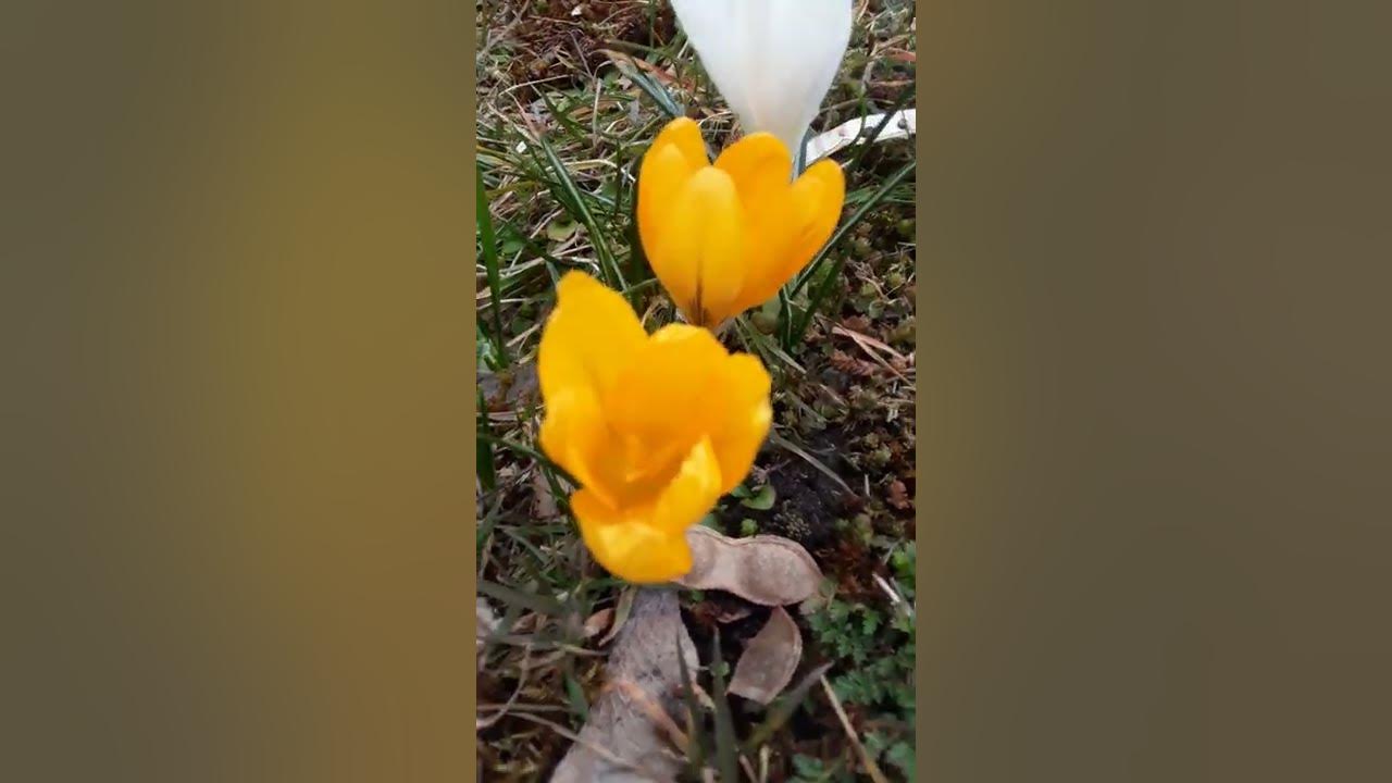 To Day I Am Go Out Side And I Look Beautiful Flowers In Jarmany I Like to-day-i-am-go-out-side-and-i-look-beautiful-flowers-in-jarmany-i-like