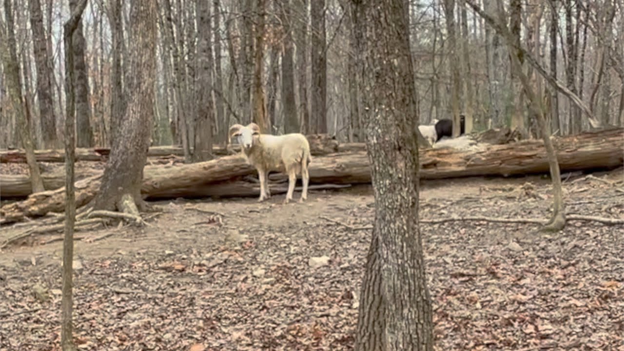 Texas Doll Ram Hunting at Spartan Hunting Preserve! #BowHunting - YouTube