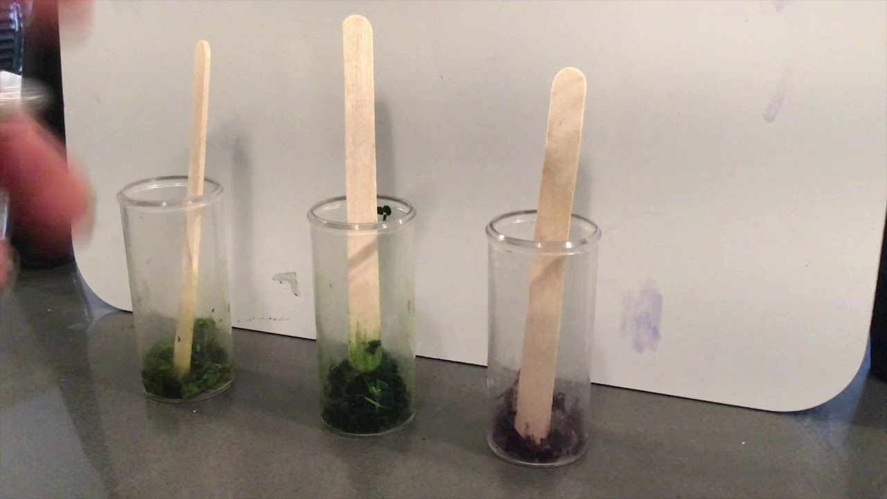 Extracting Chlorophyll - YouTube