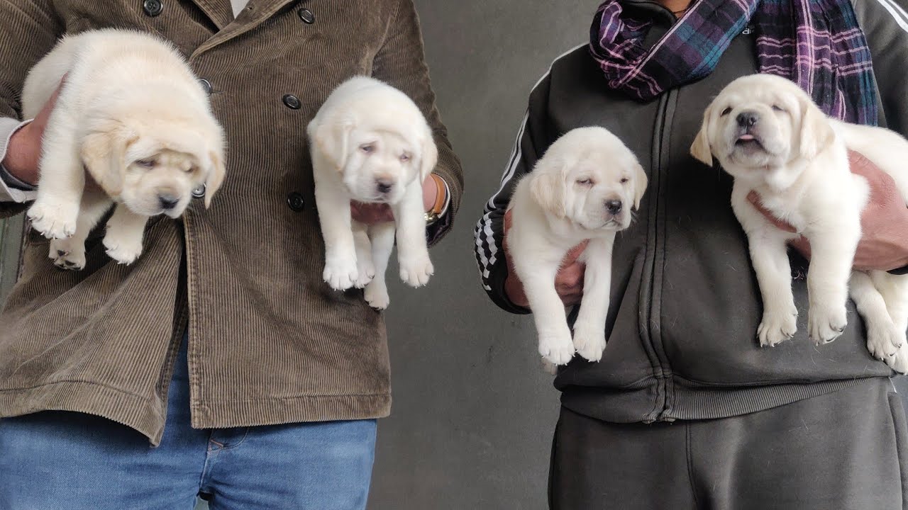 Labrador Male female puppy for Sale || Heavy bone Heavy head || Kci ...