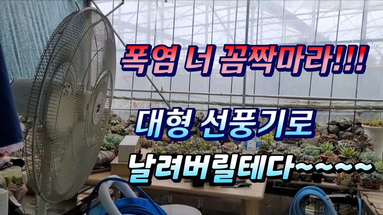 더위야 물러가라~~대형선풍기로 더위 날려보내요~다육식물 다육이 다육이키우기 다육하우스 Youtube