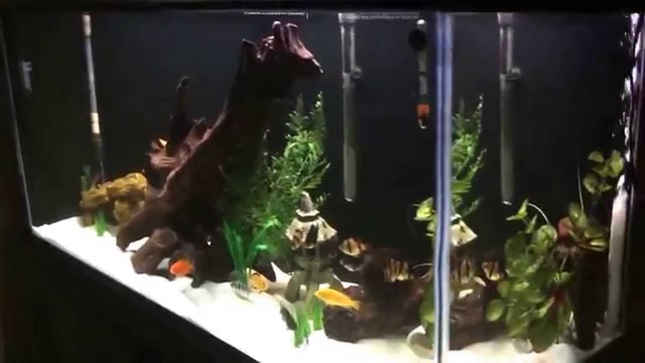 My 80 Gallon Aquarium - YouTube