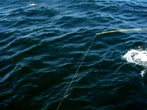 Sildefiskeri på Øresund - YouTube