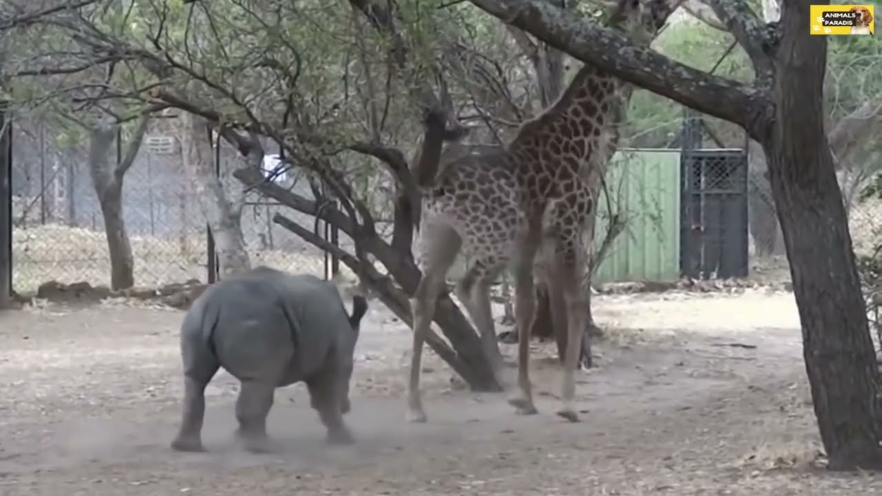 Most Amazing Moments Of Wild Animal #Wild Discovery Animals #African ...