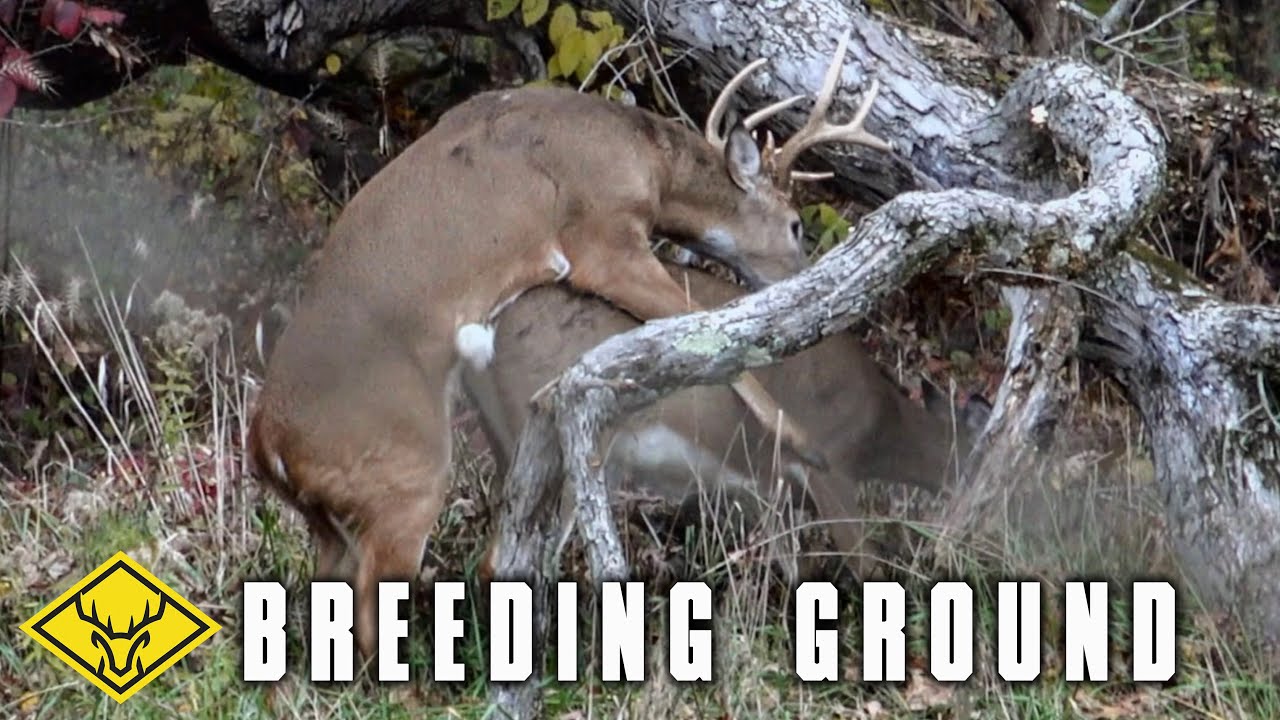 "Breeding Grounds" | RARE Breeding Video + Big Buck Down! - YouTube