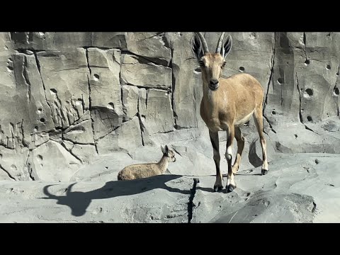 Nubian ibex 🦌🦌|| Dubai UAE - YouTube