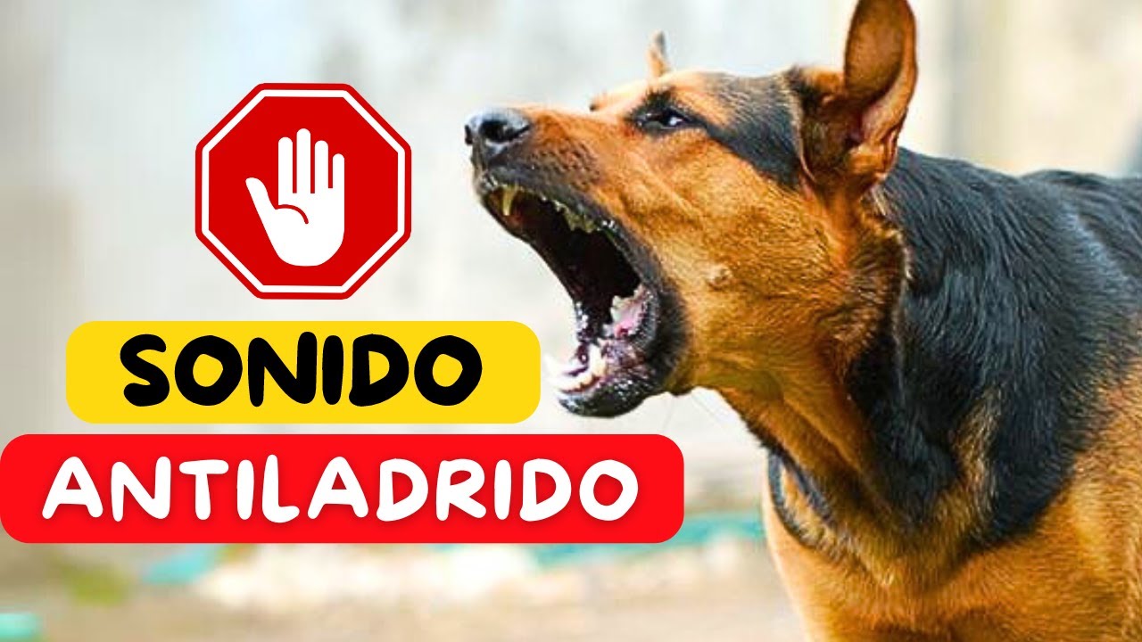 ¿Cómo CALLAR a un PERRO que LADRA MUCHO? Prueba este SONIDO ANTILADRIDO ...