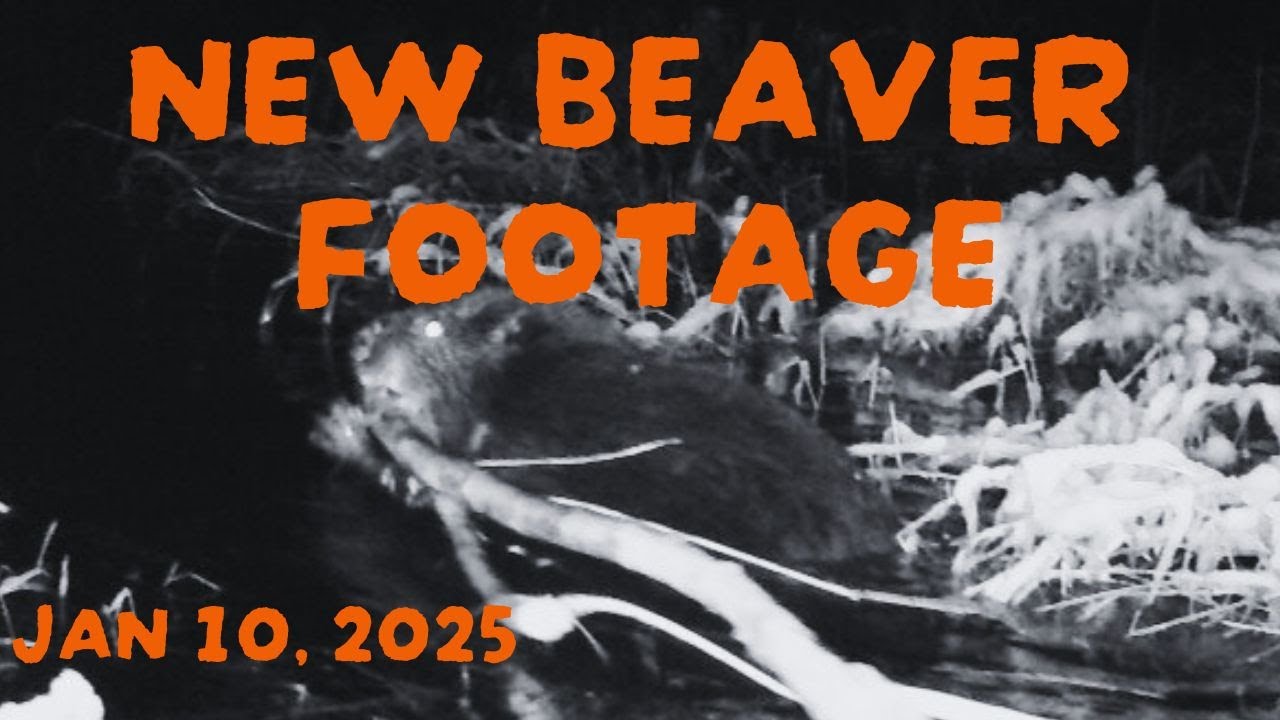 Latest Beaver Footage. Beavers filmed by wildlife camera. Some good ...