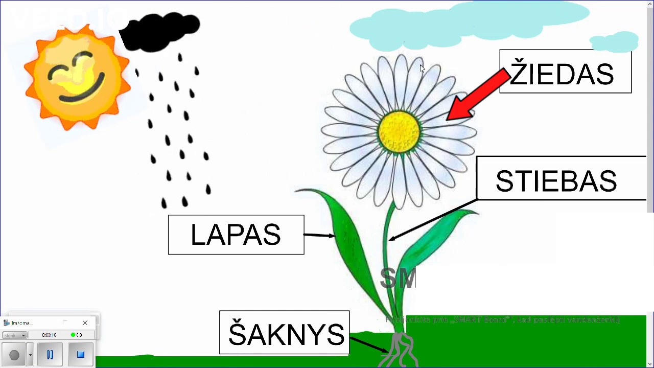 Gėlės sandara - YouTube