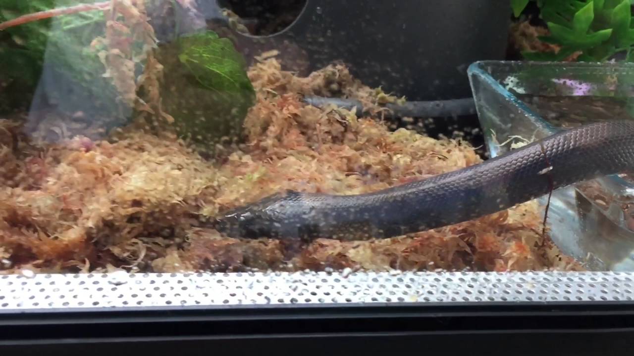 Bothrochilus boa - YouTube