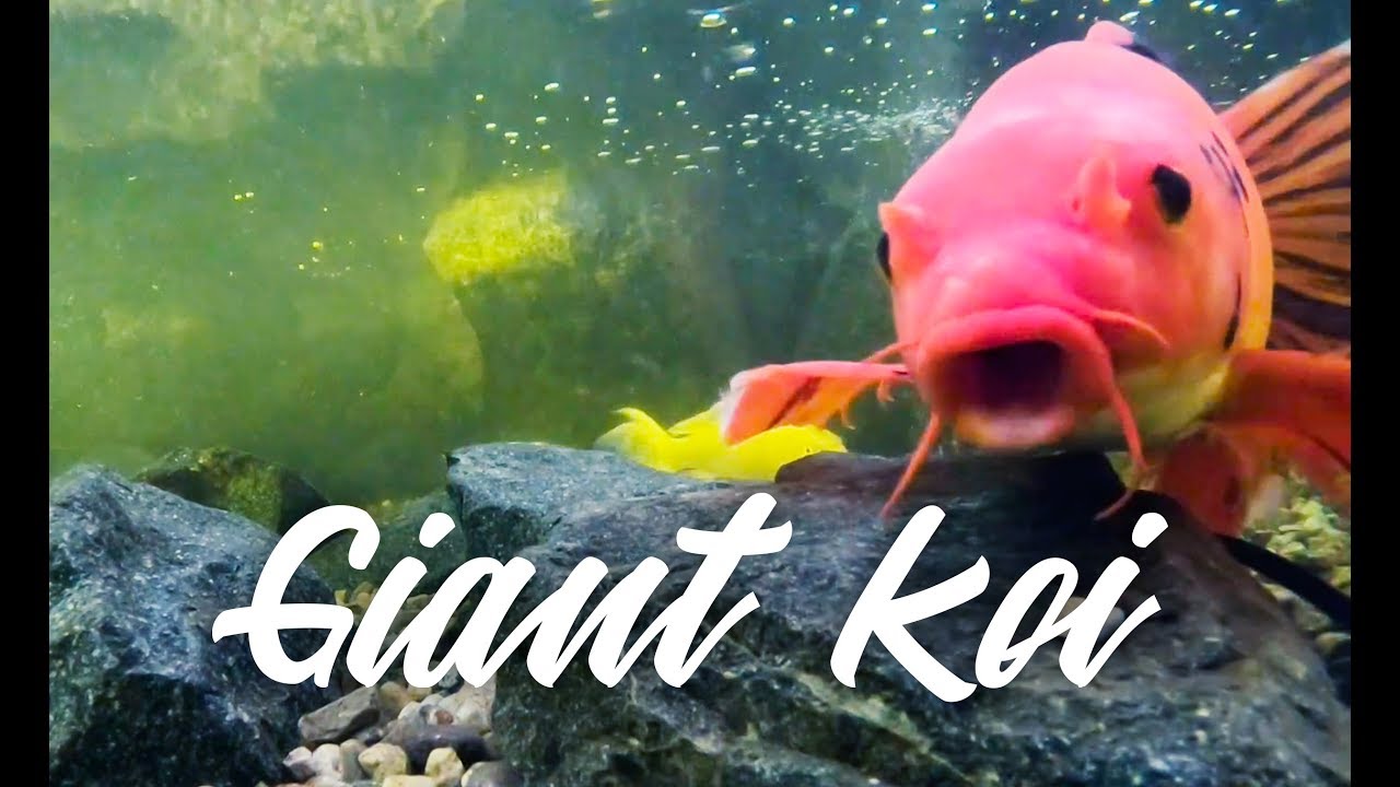 ANDY ALTIG calls in the KOI EXPERTS for Logan's gift! SUNSET! - YouTube