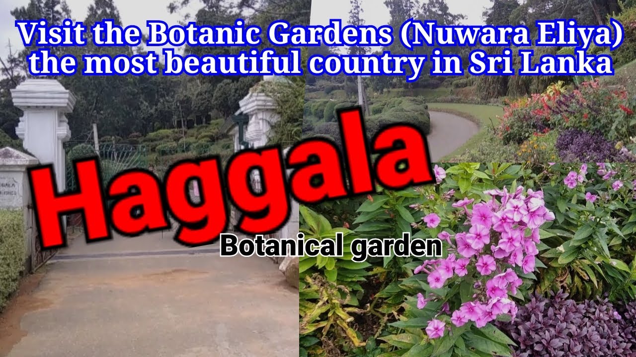 the Haggala Botanic Gardens, හග්ගල උද්භිද උද්‍යානයේ ඔබ නොදුටු දසුන් ...