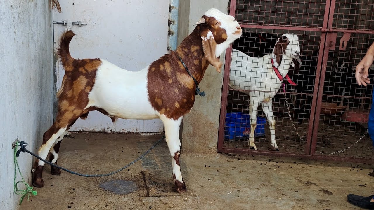 malwa bakra gujri bakra in firstLancer | saste bakriya desi goats in ...