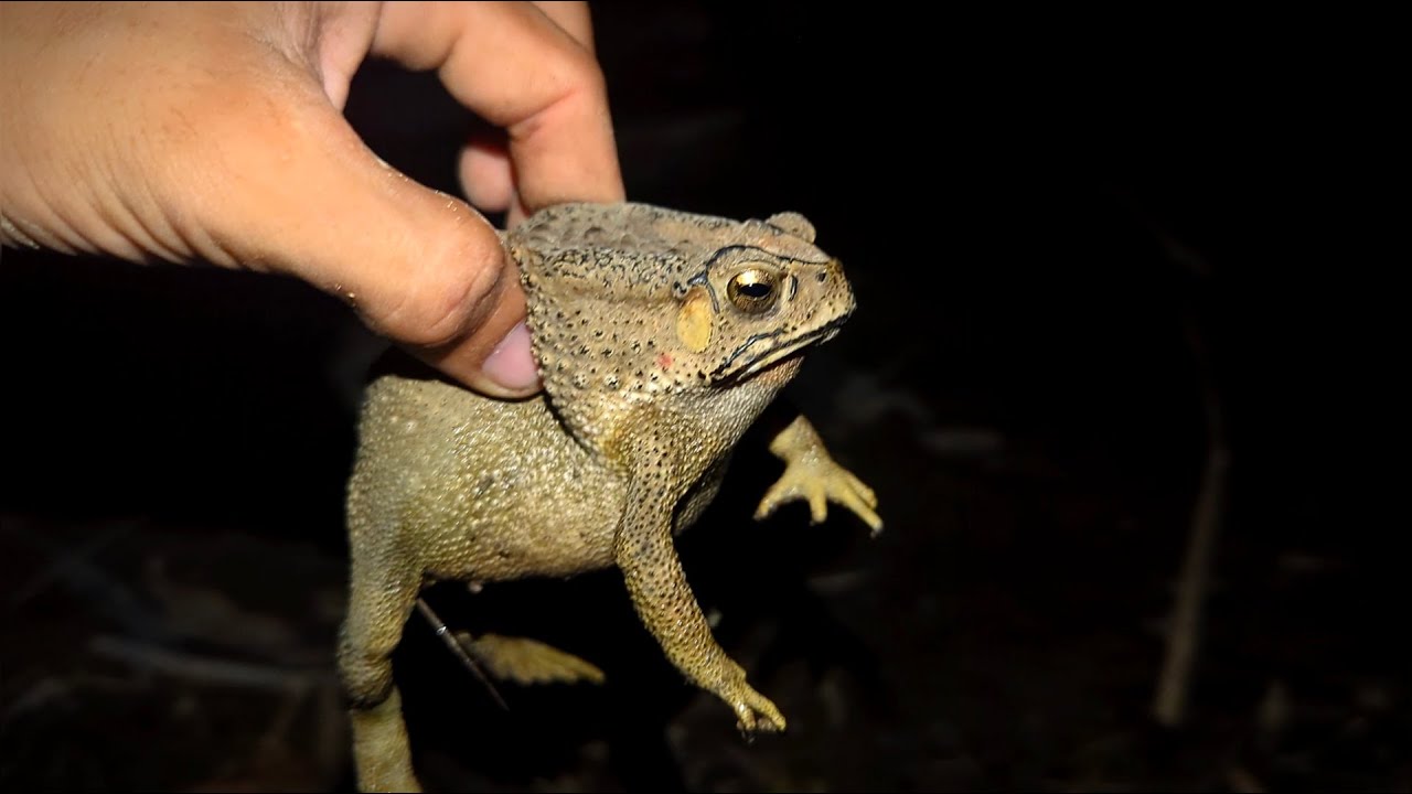 Catch toad jumping to flying for fun | Catch a frog for fun | TOAD ...