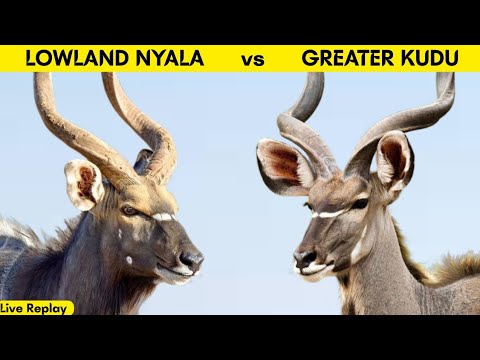 What's the difference between Kudu & Nyala Antelopes? (GREATER KUDU vs ...