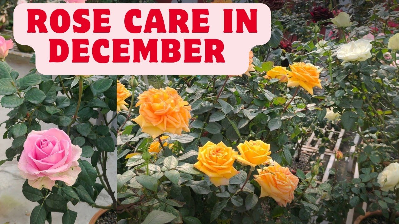 Complete Rose Plant Feeding guide | Care during full blooming | Feeding ...